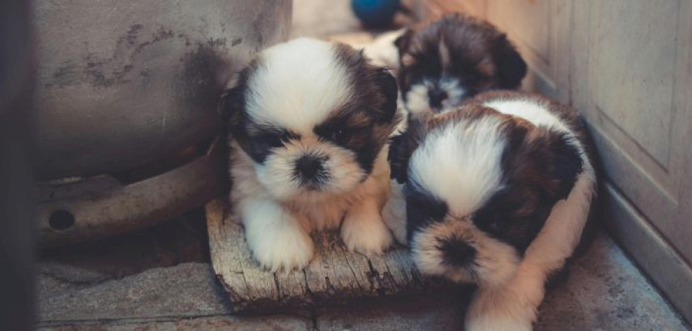 Apakah Anda Sudah Tahu Tentang Program Asuh Furry Tales? • Kursus Mandarin